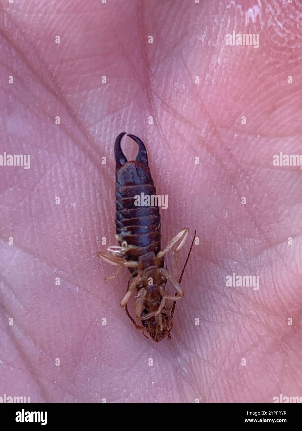 Maritime Earwig (Anisolabis maritima Stock Photo - Alamy
