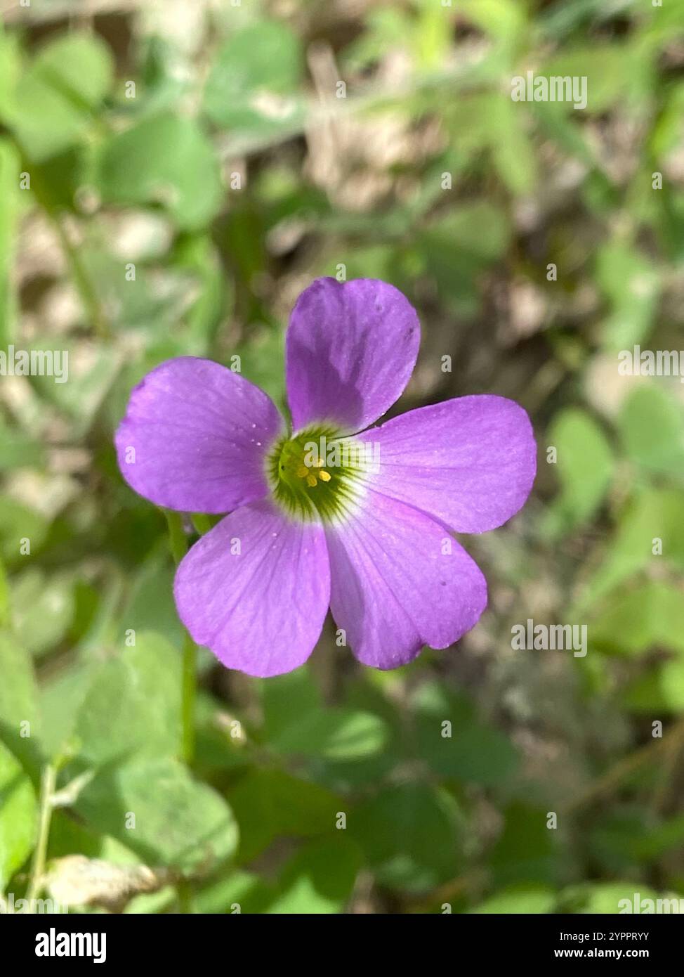 violet woodsorrel (Oxalis violacea Stock Photo - Alamy