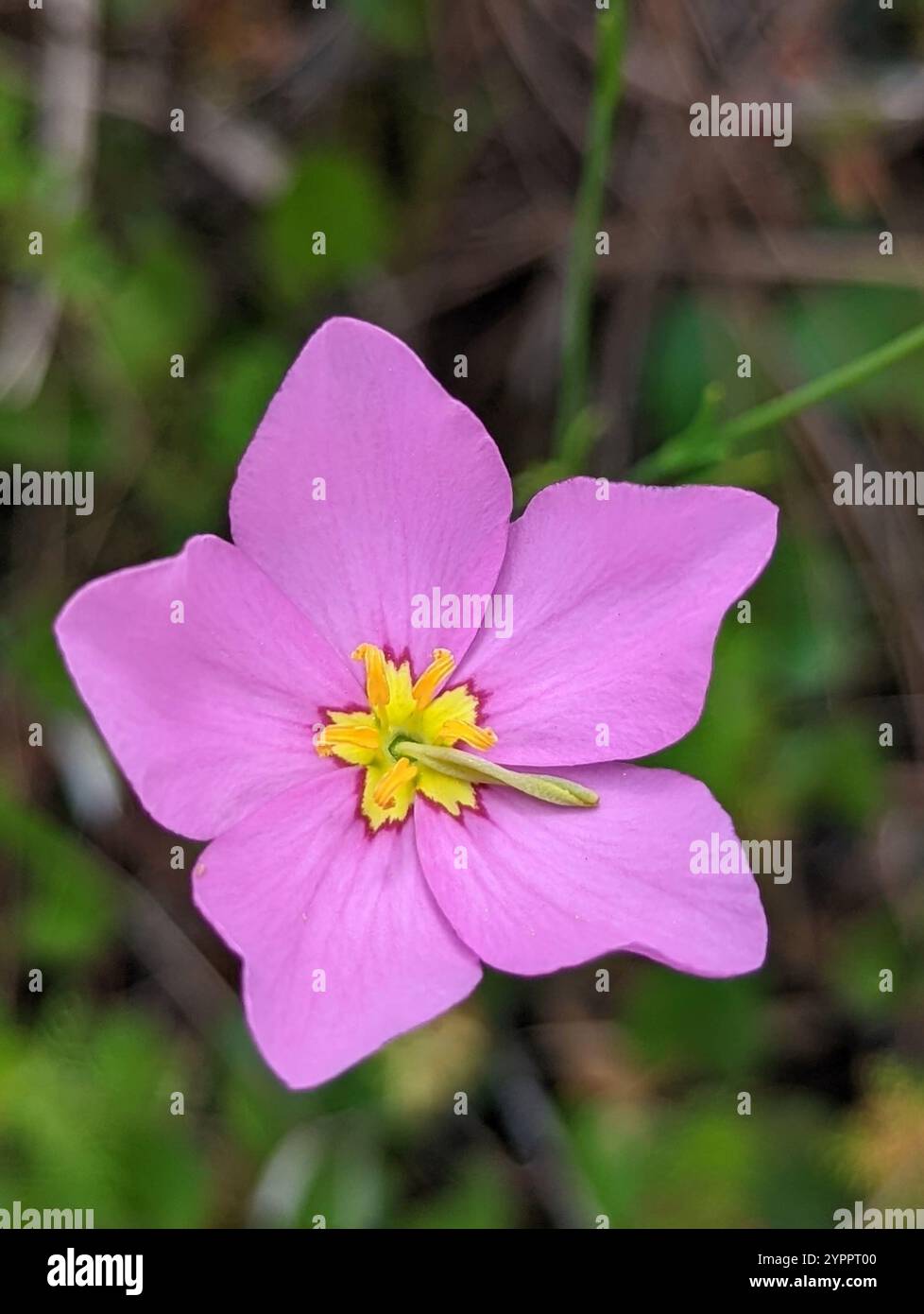 Largeflower Rose Gentian (Sabatia grandiflora Stock Photo - Alamy