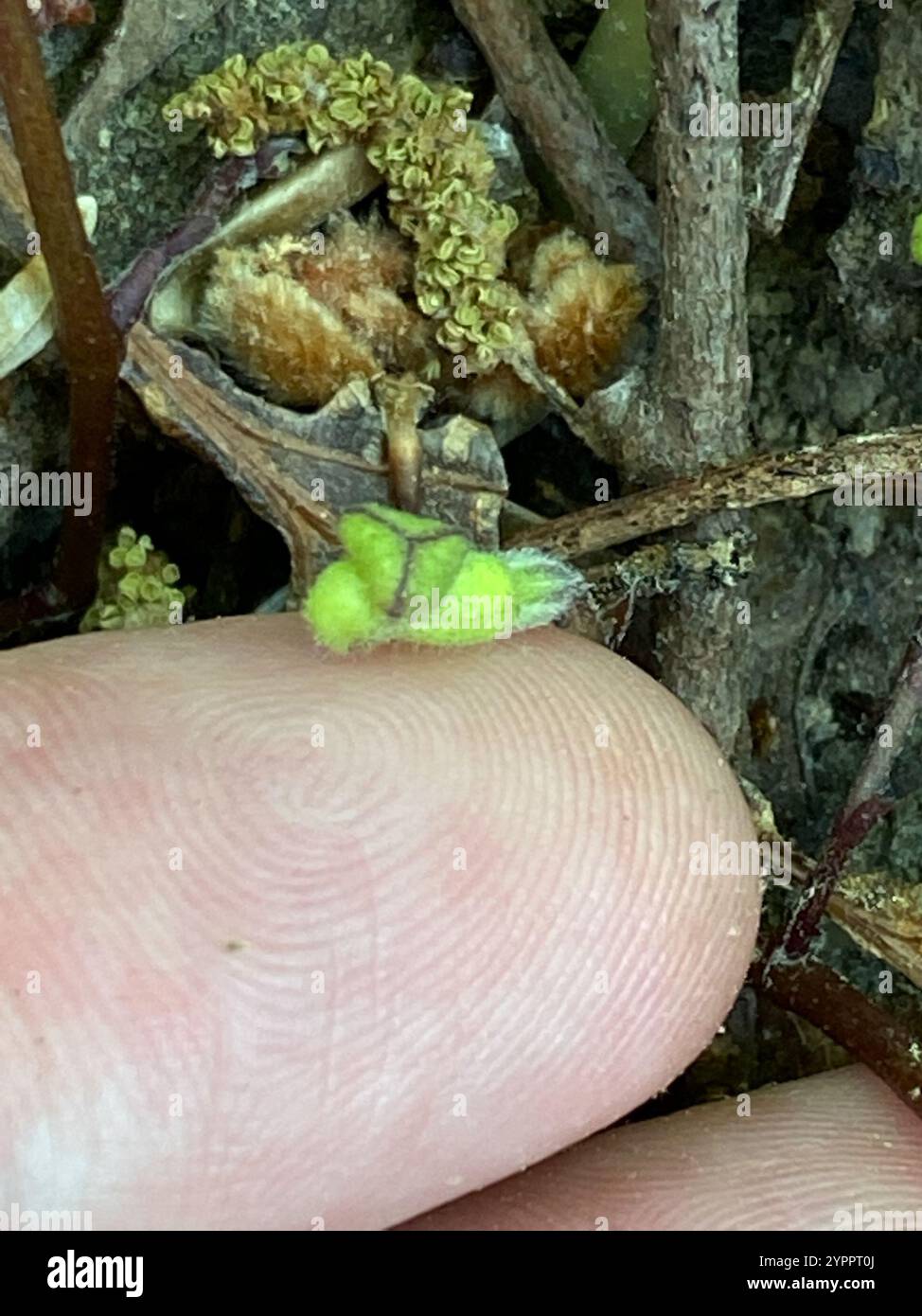 Virginia snakeroot (Aristolochia serpentaria Stock Photo - Alamy