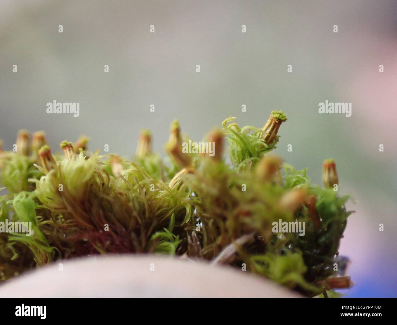 Elegant Bristle-moss (Orthotrichum pulchellum Stock Photo - Alamy