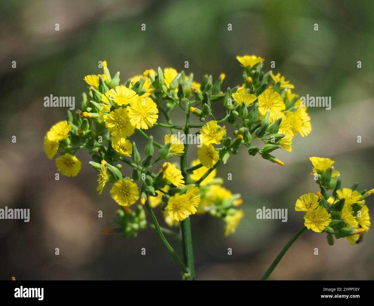 Oriental false hawksbeard (Youngia japonica Stock Photo - Alamy