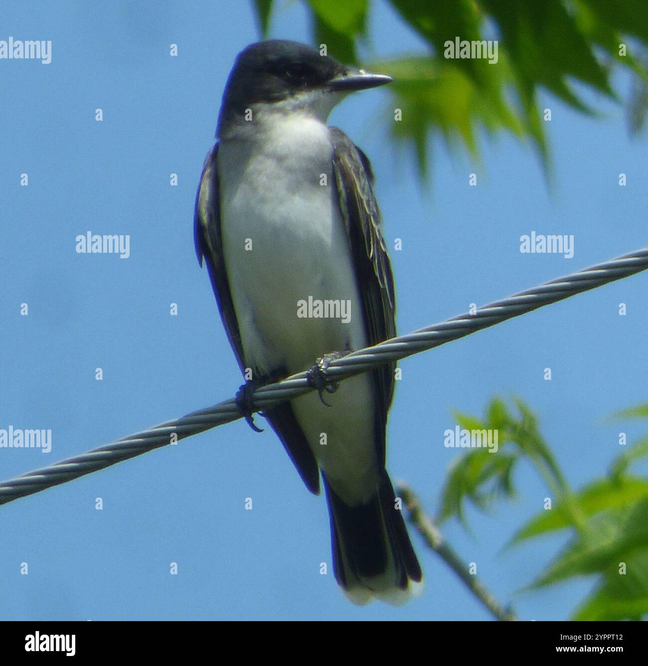 Eastern Kingbird (Tyrannus tyrannus Stock Photo - Alamy