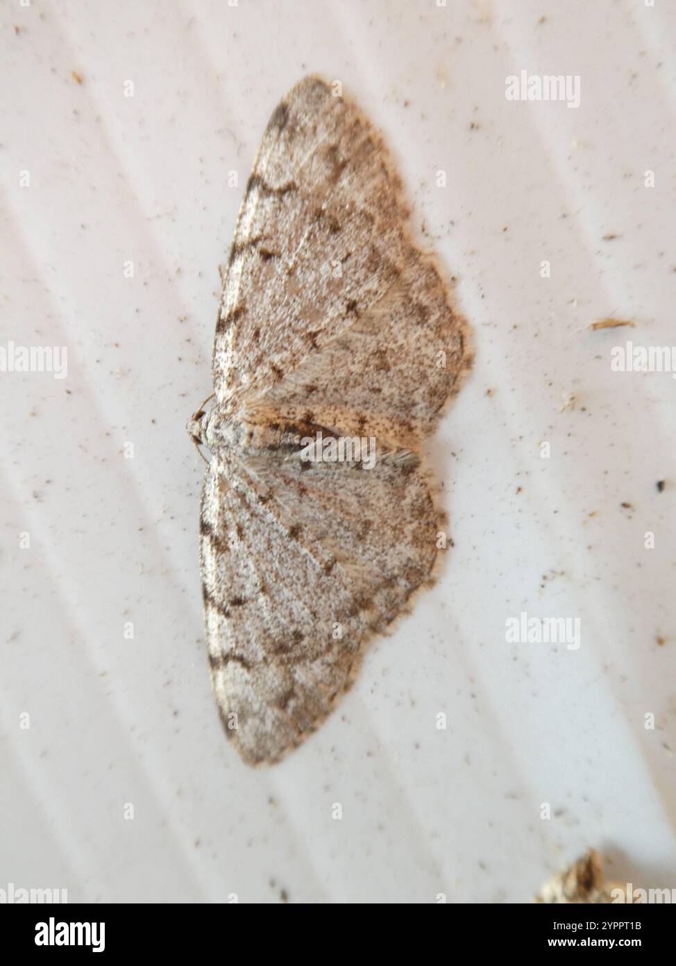 Grey Birch Moth (Aethalura punctulata Stock Photo - Alamy