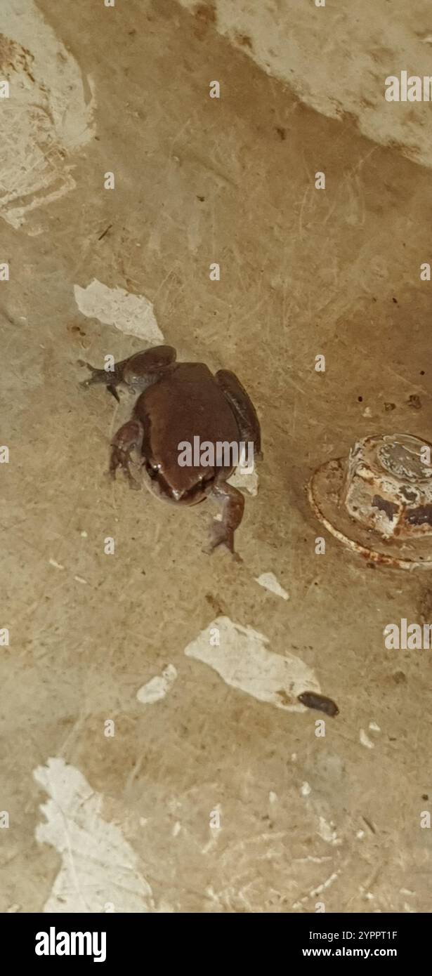 Desert Tree Frog (Litoria rubella Stock Photo - Alamy