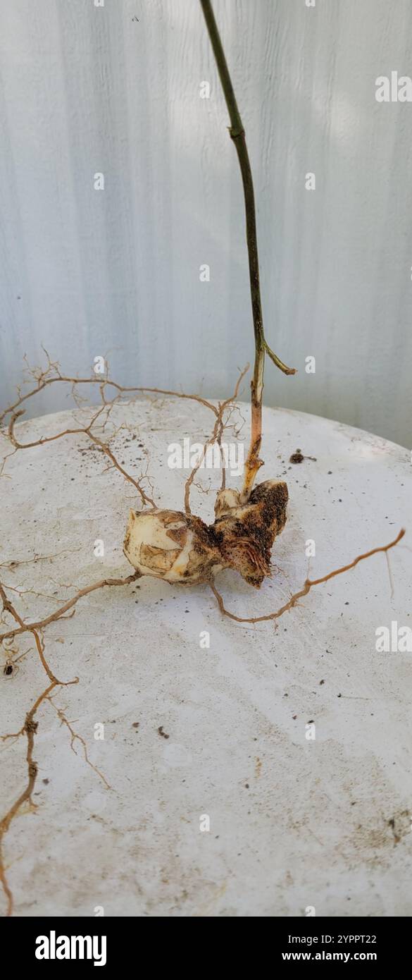 sawbrier (Smilax glauca Stock Photo - Alamy