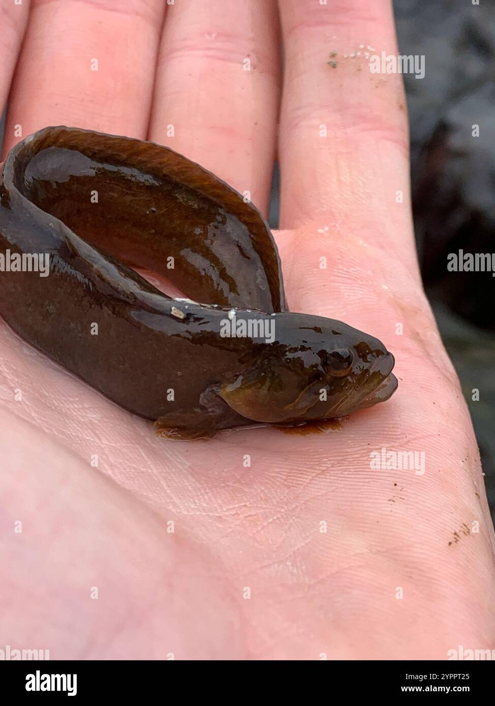 High Cockscomb (Anoplarchus purpurescens Stock Photo - Alamy