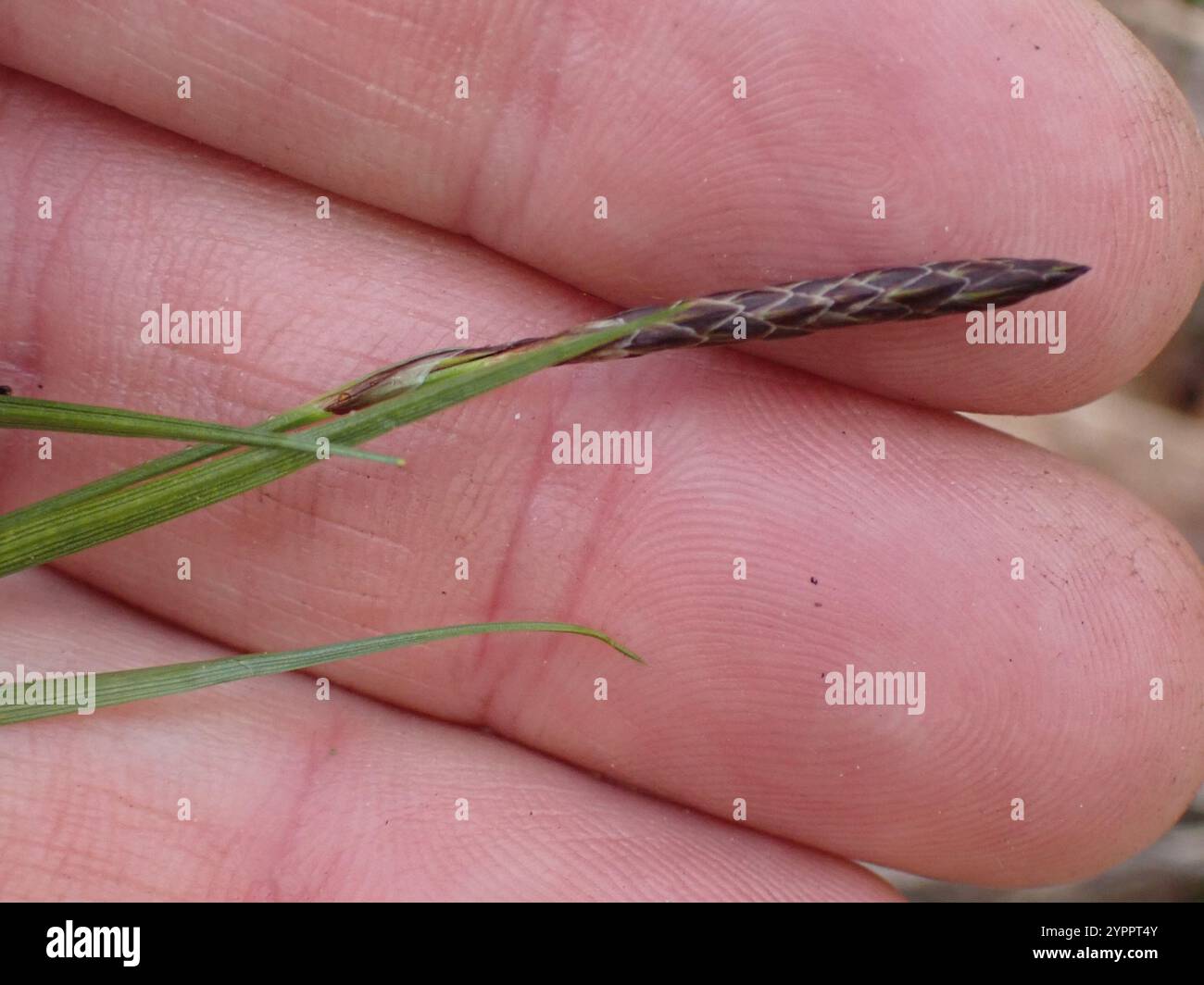 Long-stolon Sedge (Carex inops Stock Photo - Alamy
