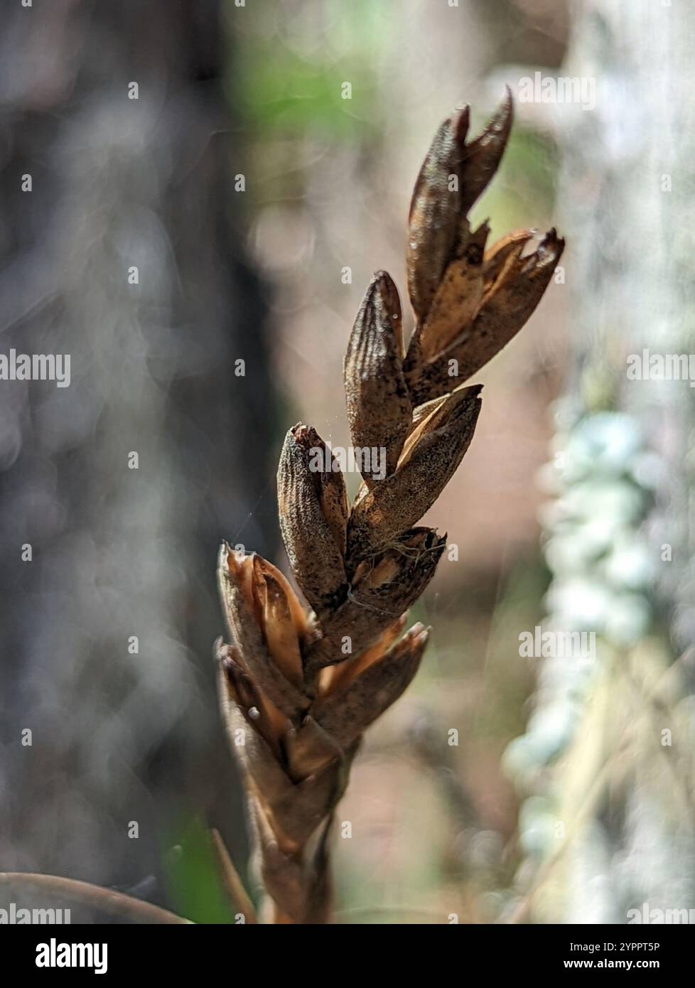 Manatee River airplant (Tillandsia simulata Stock Photo - Alamy