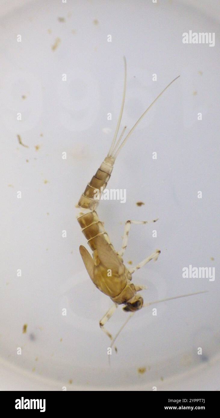 Small Mayflies (Baetidae Stock Photo - Alamy