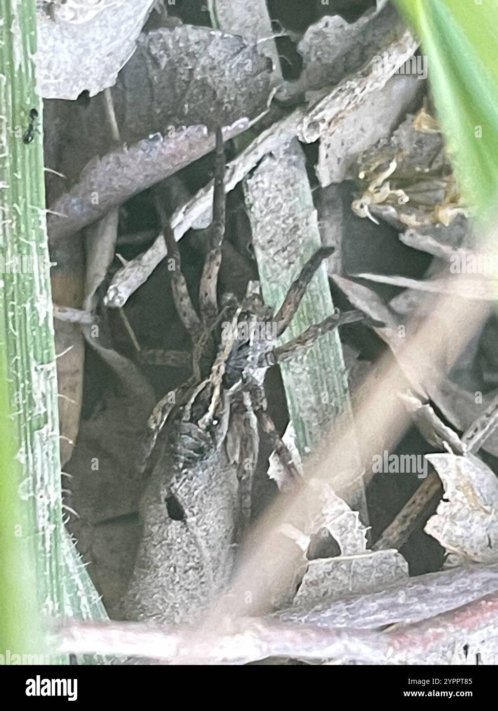 lance wolf spider (Schizocosa avida Stock Photo - Alamy