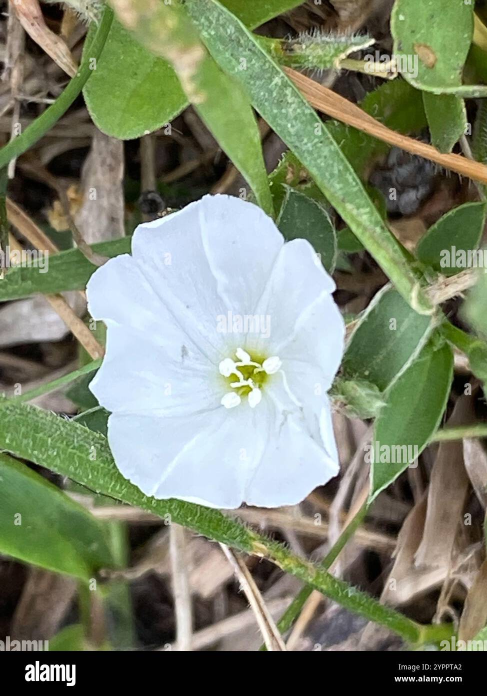 silky evolvulus (Evolvulus sericeus Stock Photo - Alamy