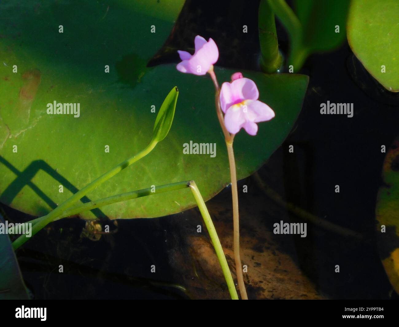 Purple Bladderwort (Utricularia purpurea Stock Photo - Alamy