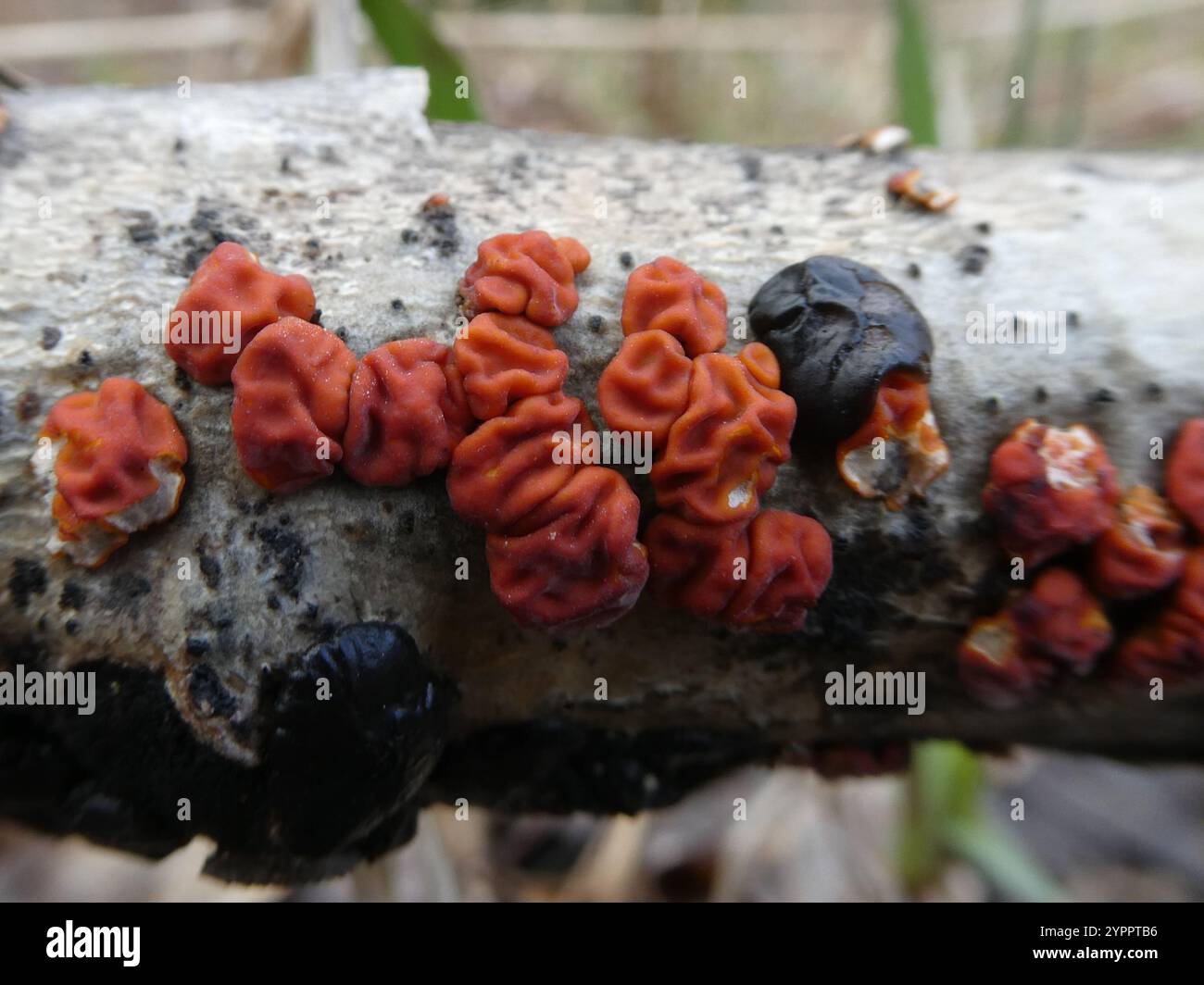 Red Tree Brain Fungus (Peniophora rufa Stock Photo - Alamy