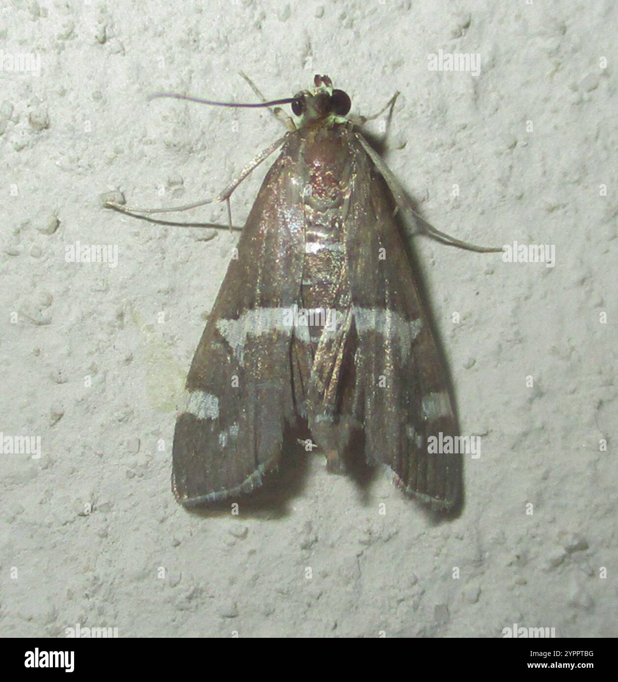 Hawaiian Beet Webworm Moth (Spoladea recurvalis Stock Photo - Alamy