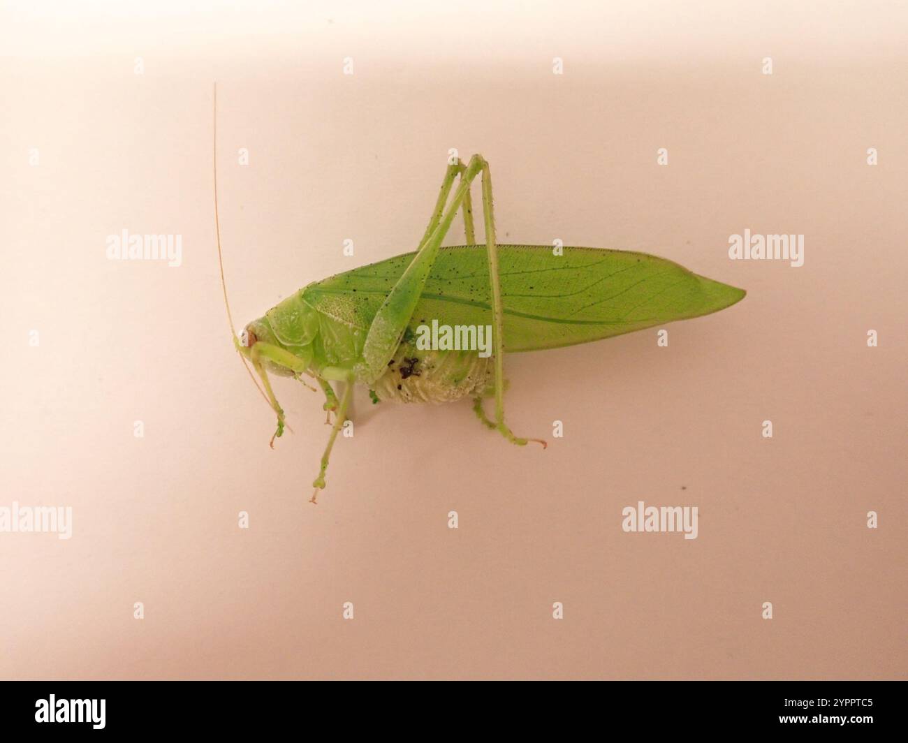 Australian Common Garden Katydid (Caedicia simplex Stock Photo - Alamy