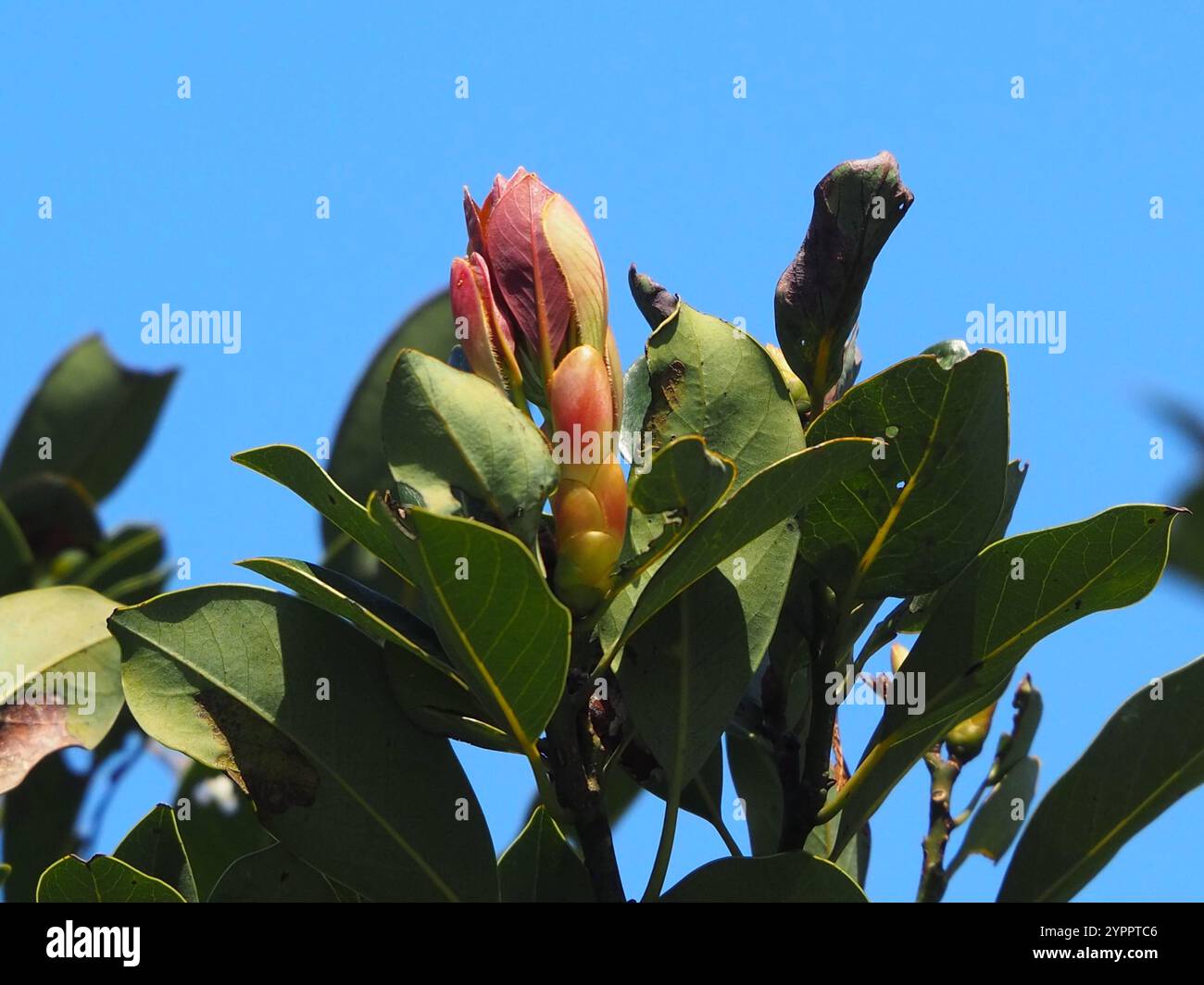 Red Machilus (Machilus thunbergii Stock Photo - Alamy