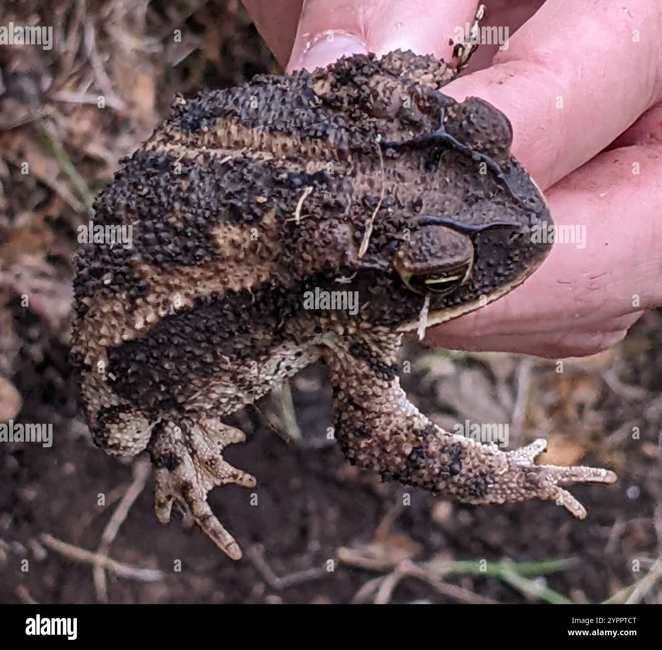 Gulf Coast Toad (Incilius nebulifer Stock Photo - Alamy
