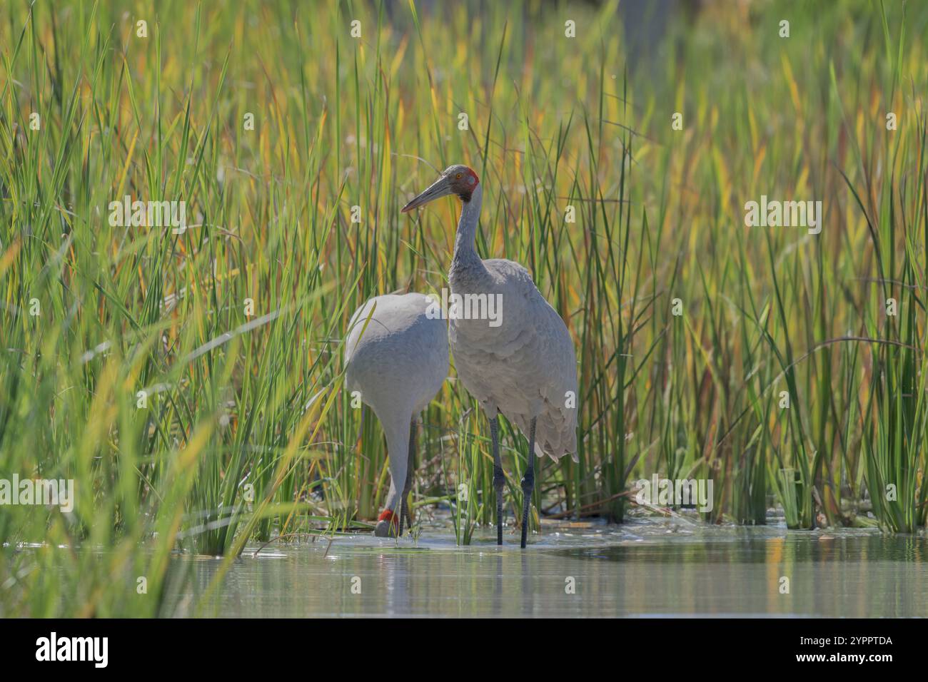 Pair of brolgas hi-res stock photography and images - Alamy