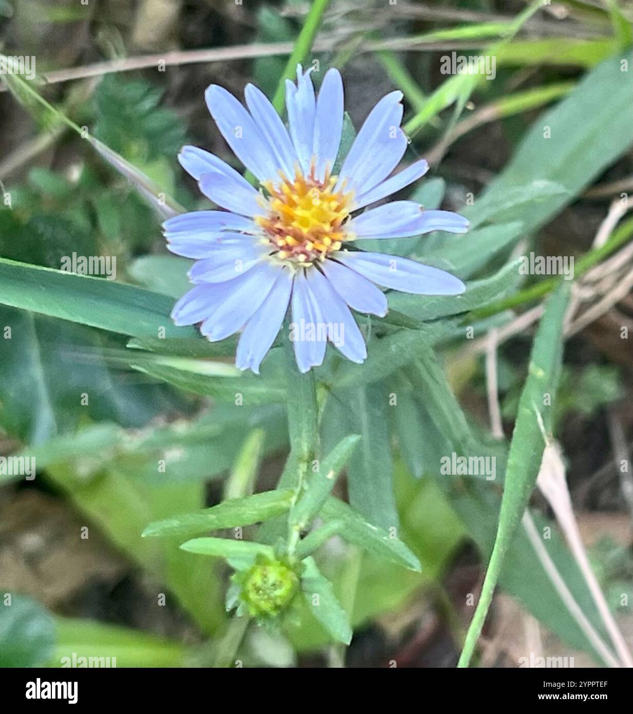 Pacific Aster (Symphyotrichum chilense Stock Photo - Alamy