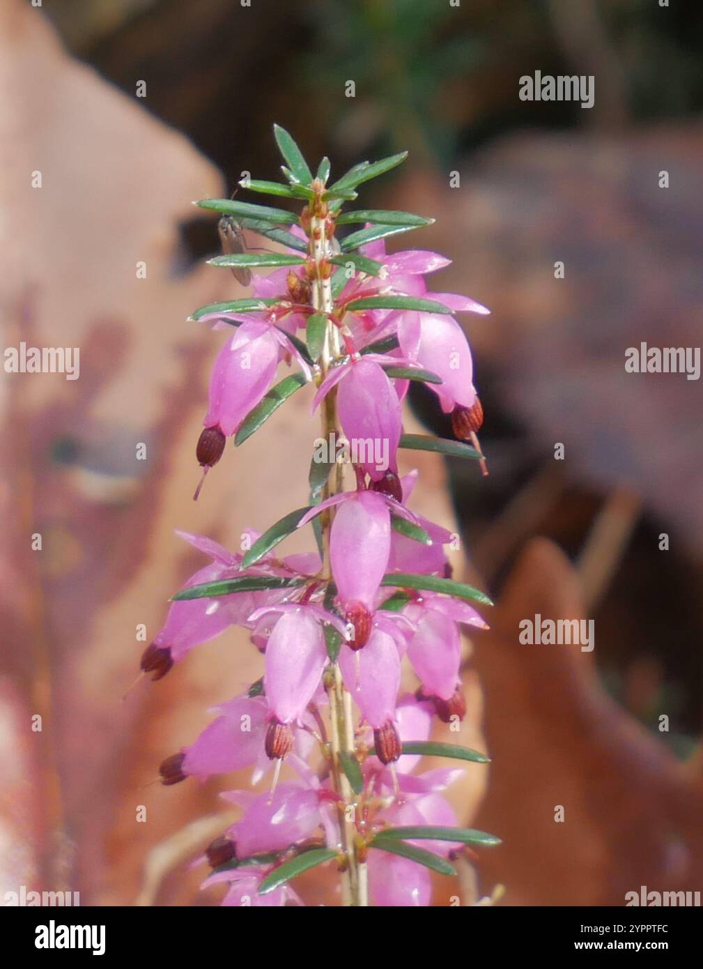 Spring Heath (Erica carnea Stock Photo - Alamy