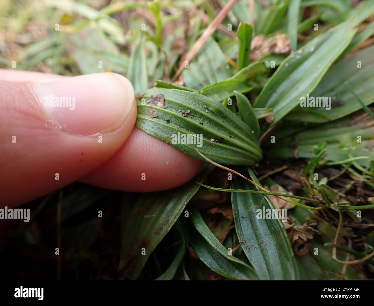 ribwort plantain (Plantago lanceolata Stock Photo - Alamy