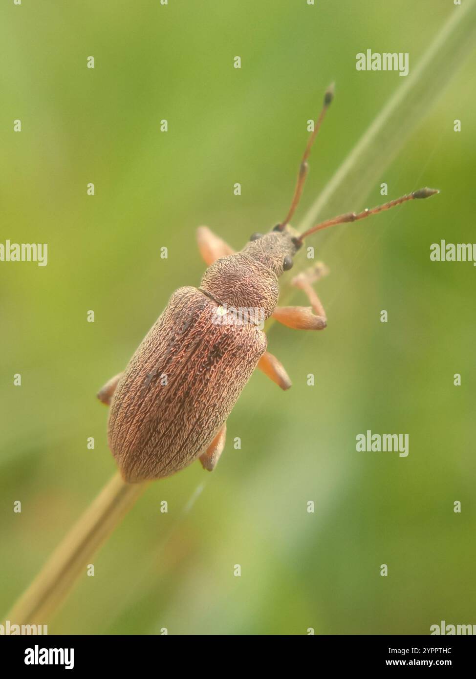 Common Leaf Weevil (Phyllobius pyri Stock Photo - Alamy