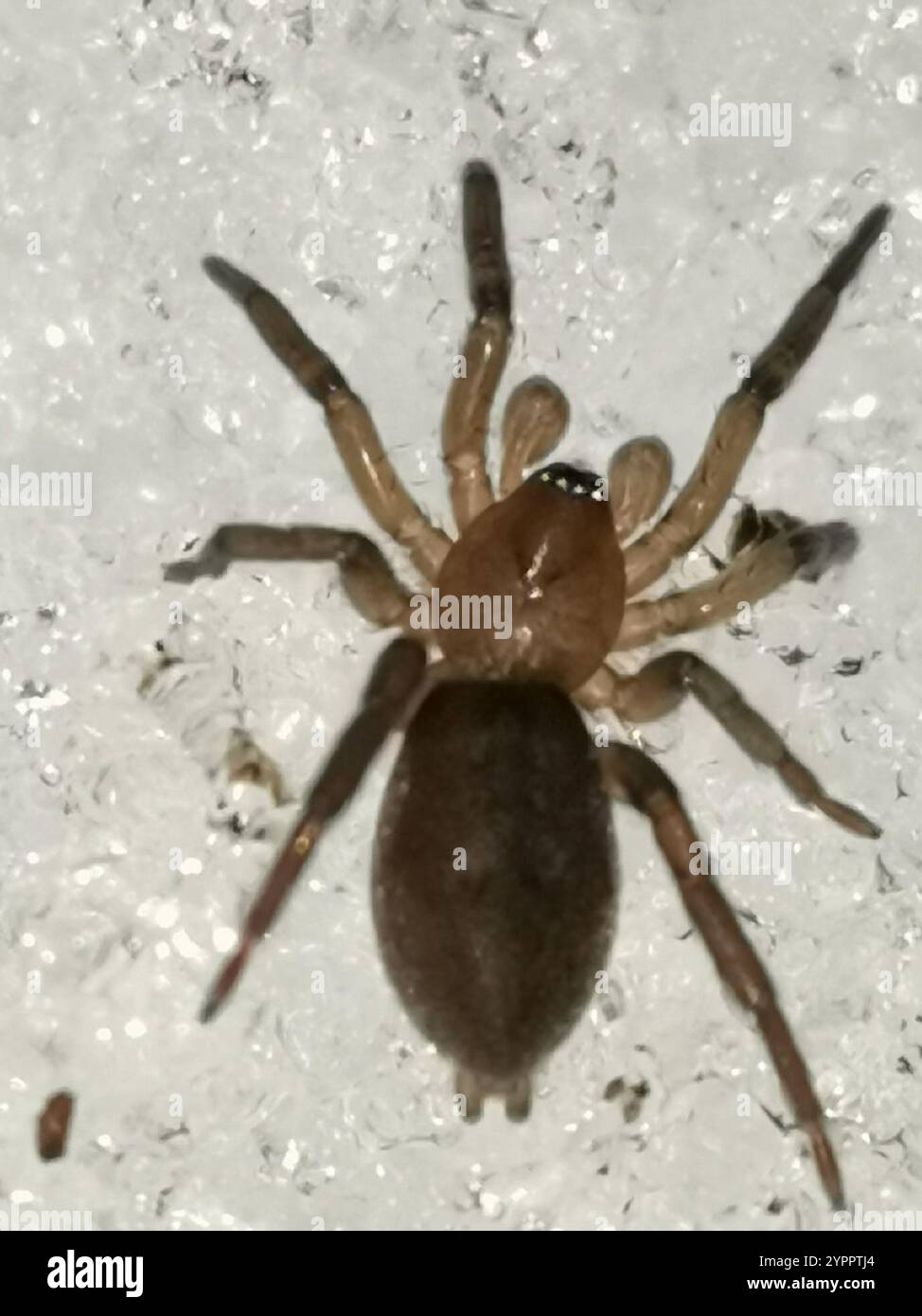 Stealthy Ground Spiders (Gnaphosidae Stock Photo - Alamy