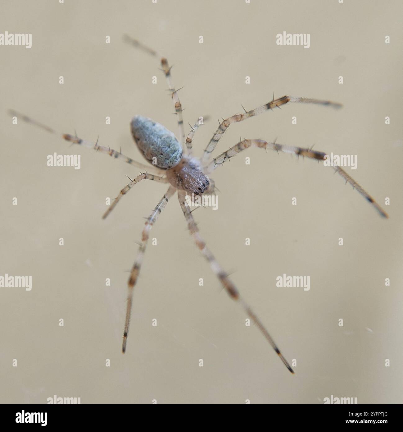 African Hermit Spider (Nephilingis cruentata Stock Photo - Alamy