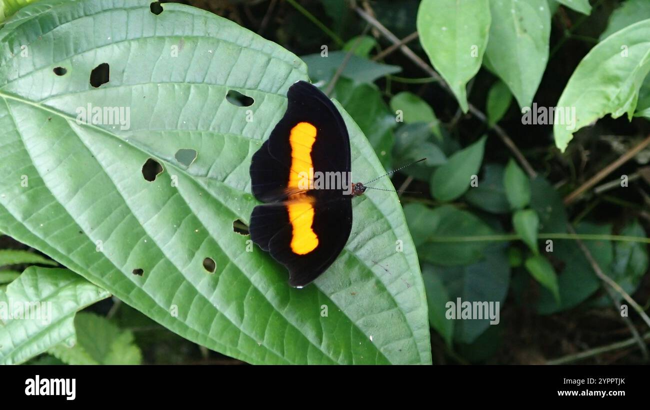 Catonephele acontius hi-res stock photography and images - Alamy