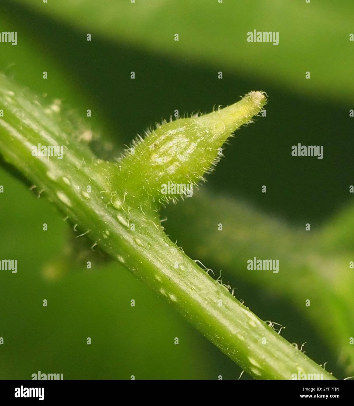 Hackberry Columnar Stem Gall Midge (Celticecis ramicola Stock Photo - Alamy