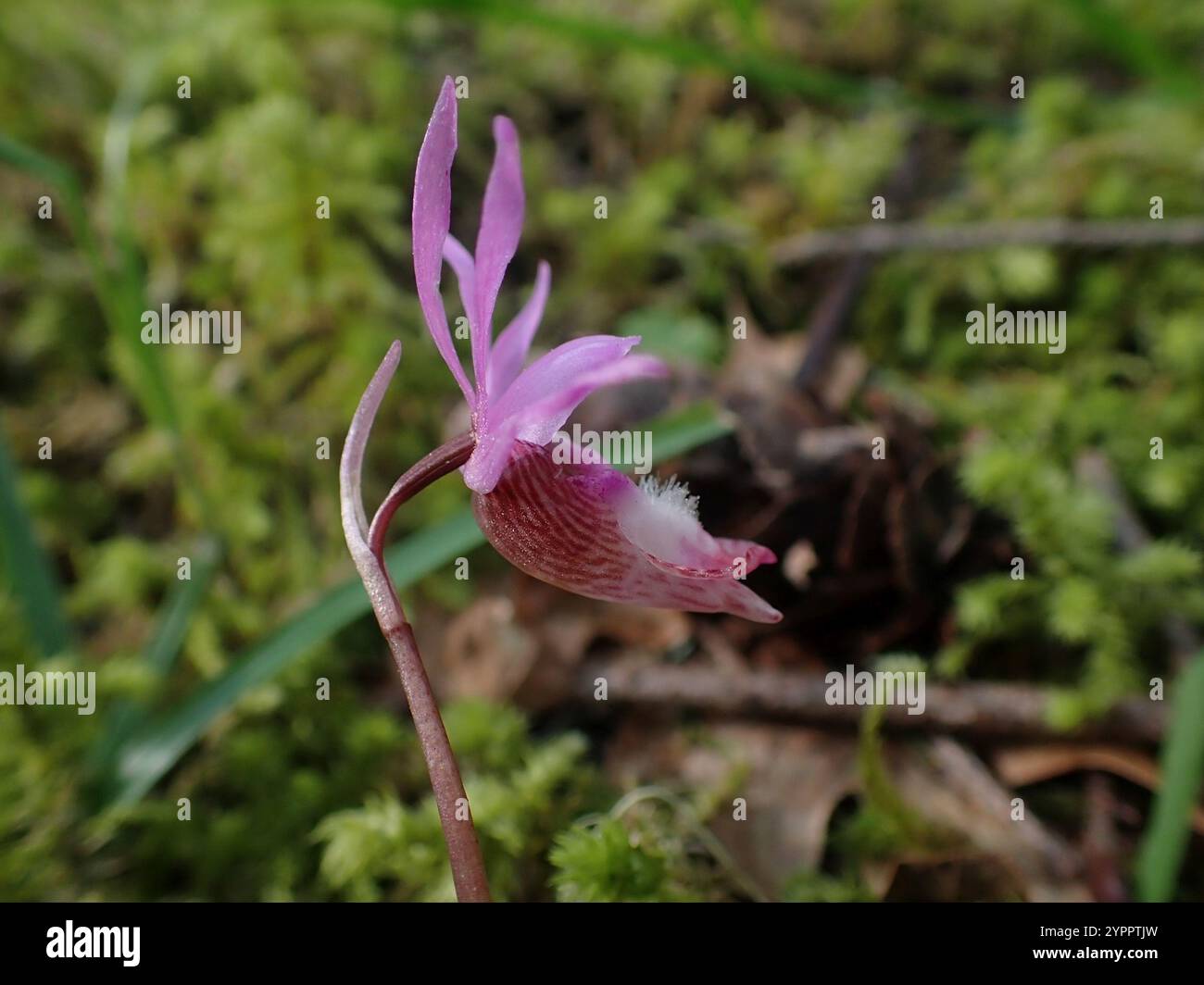 Western Fairy-slipper (Calypso bulbosa occidentalis Stock Photo - Alamy