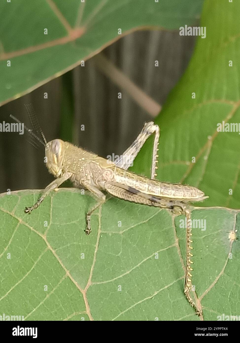 Giant Grasshopper (Valanga irregularis Stock Photo - Alamy