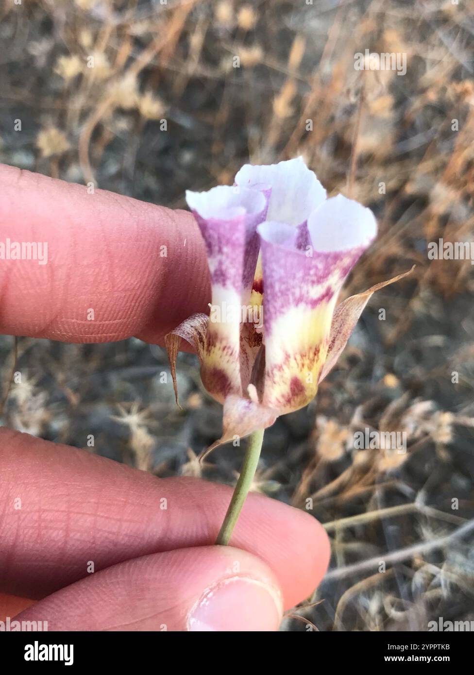 clay mariposa lily (Calochortus argillosus Stock Photo - Alamy