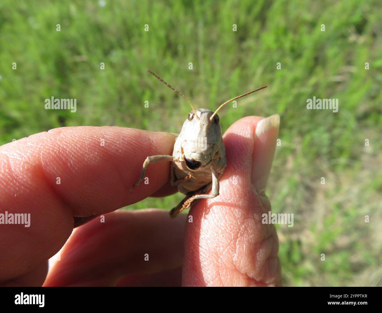 Coral-winged Grasshopper (Pardalophora apiculata Stock Photo - Alamy