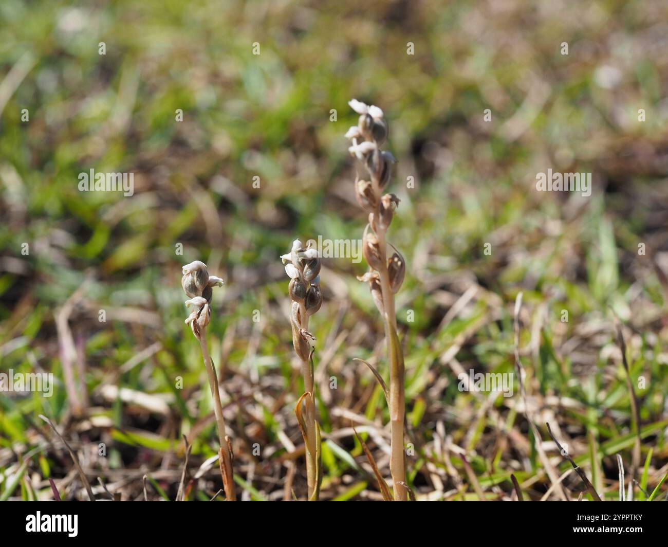 centipede grass orchid (Zeuxine strateumatica Stock Photo - Alamy