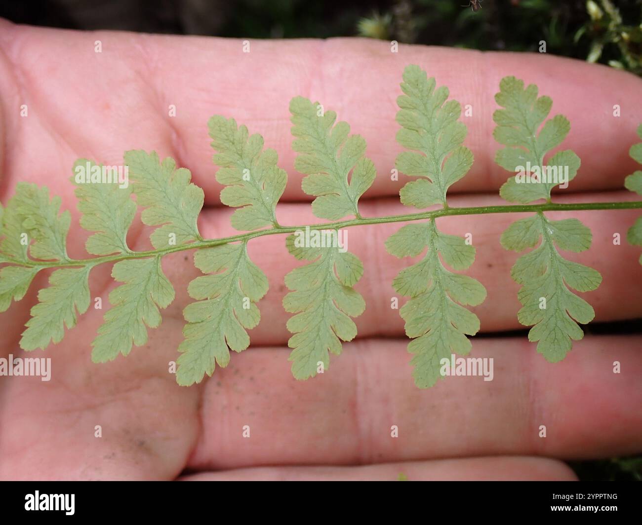 brittle bladderfern (Cystopteris fragilis Stock Photo - Alamy