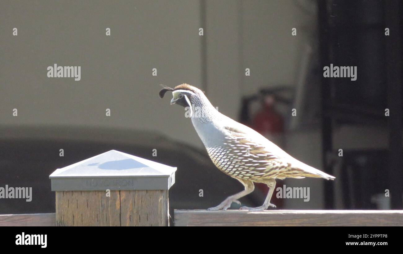 California Quail (Callipepla californica Stock Photo - Alamy