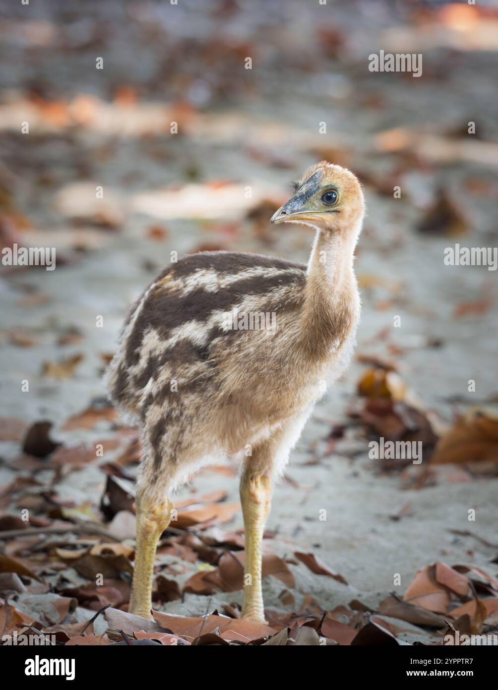 A closeup of a single southern cassowary chick checking its ...