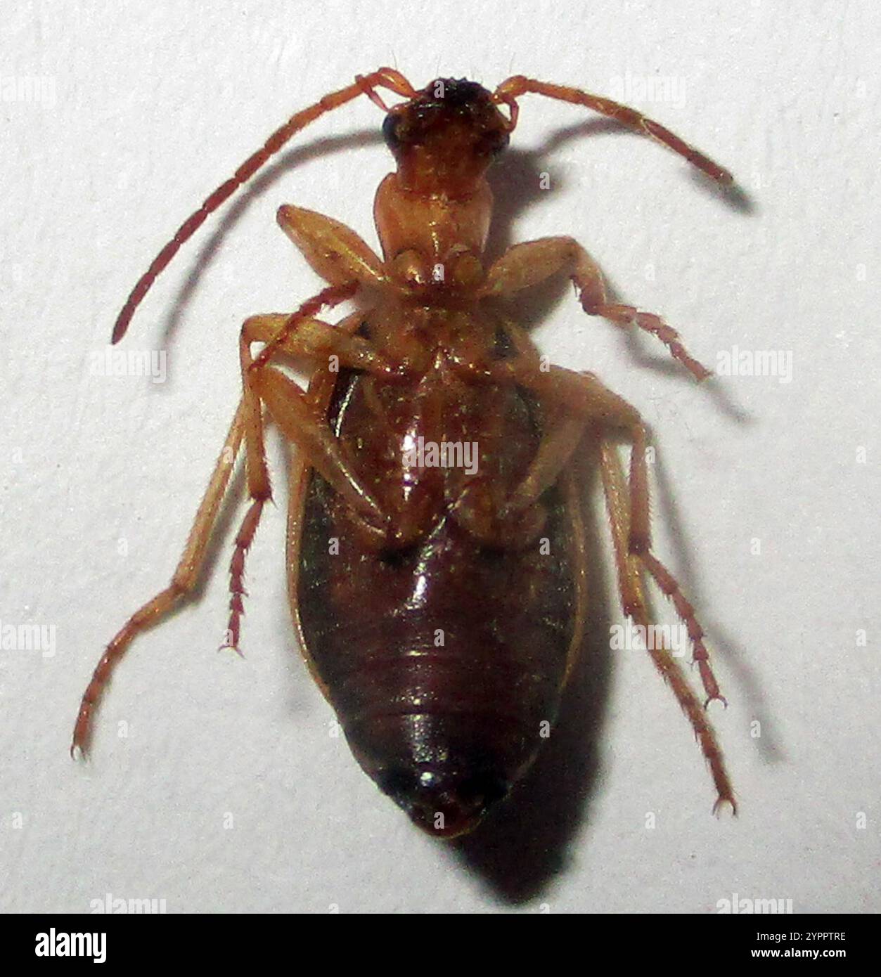 Bombardier Beetles (Brachinus Stock Photo - Alamy