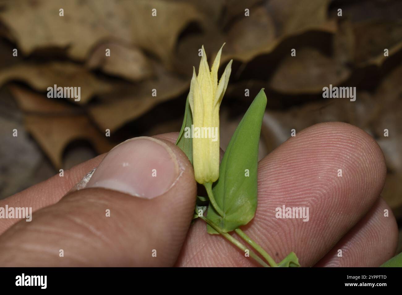 perfoliate bellwort (Uvularia perfoliata Stock Photo - Alamy