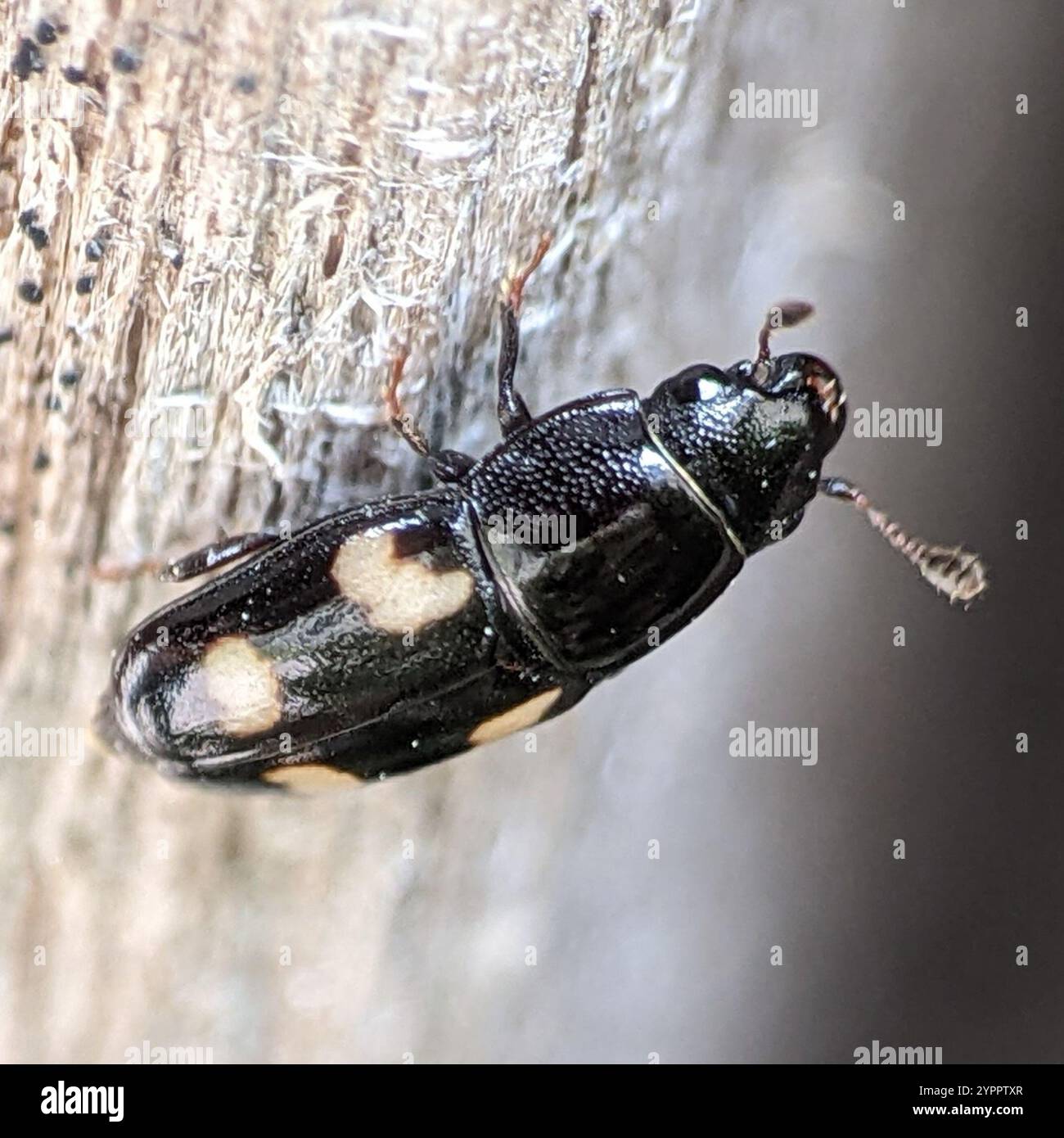 Four-spotted Sap Beetle (Glischrochilus quadrisignatus Stock Photo - Alamy