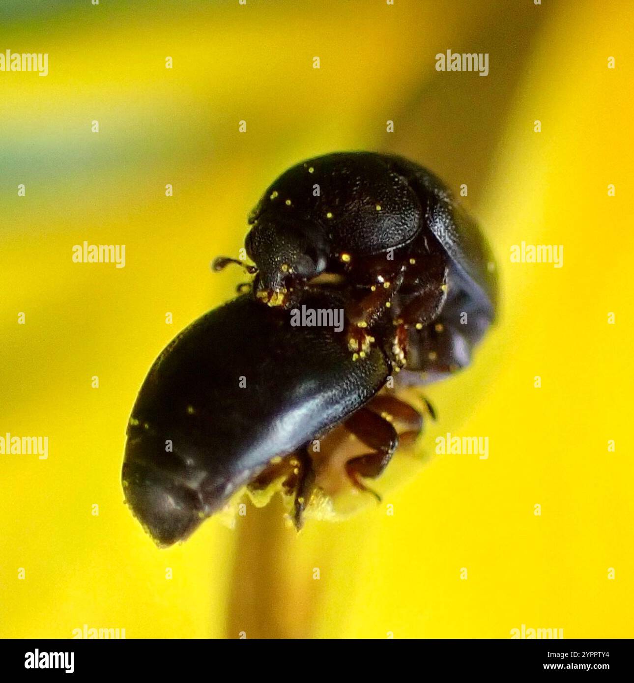 Common Pollen Beetle (Brassicogethes aeneus Stock Photo - Alamy