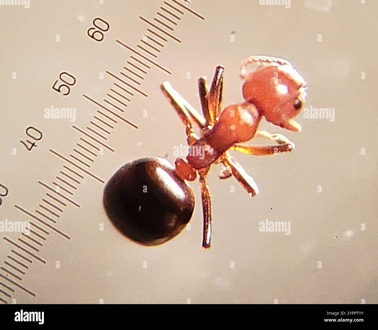 Odorous ant hi-res stock photography and images - Alamy
