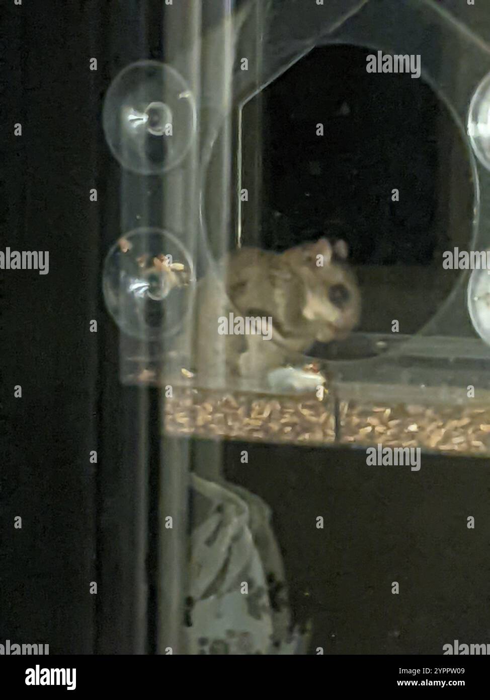 Northern Flying Squirrel (Glaucomys sabrinus Stock Photo - Alamy