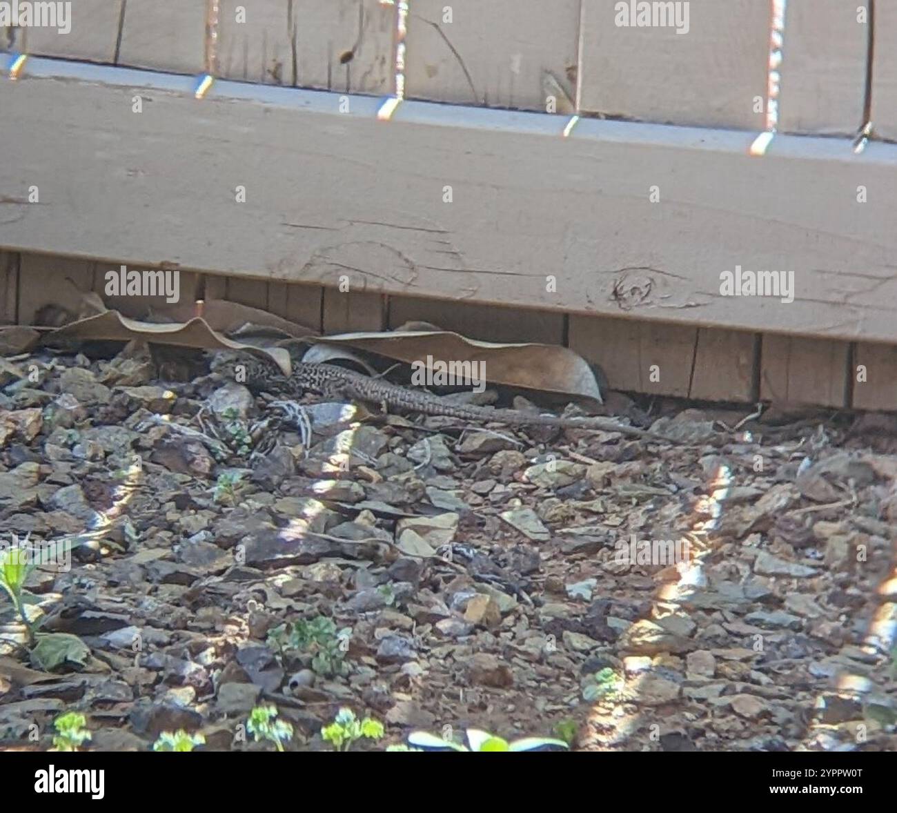 Western Whiptail (Aspidoscelis tigris Stock Photo - Alamy