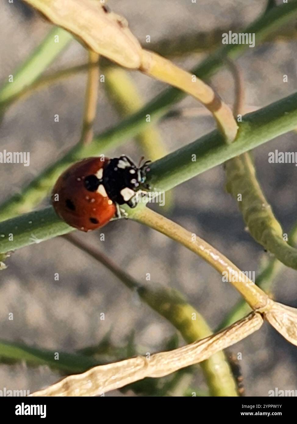 Seven-spotted Lady Beetle (Coccinella septempunctata Stock Photo - Alamy