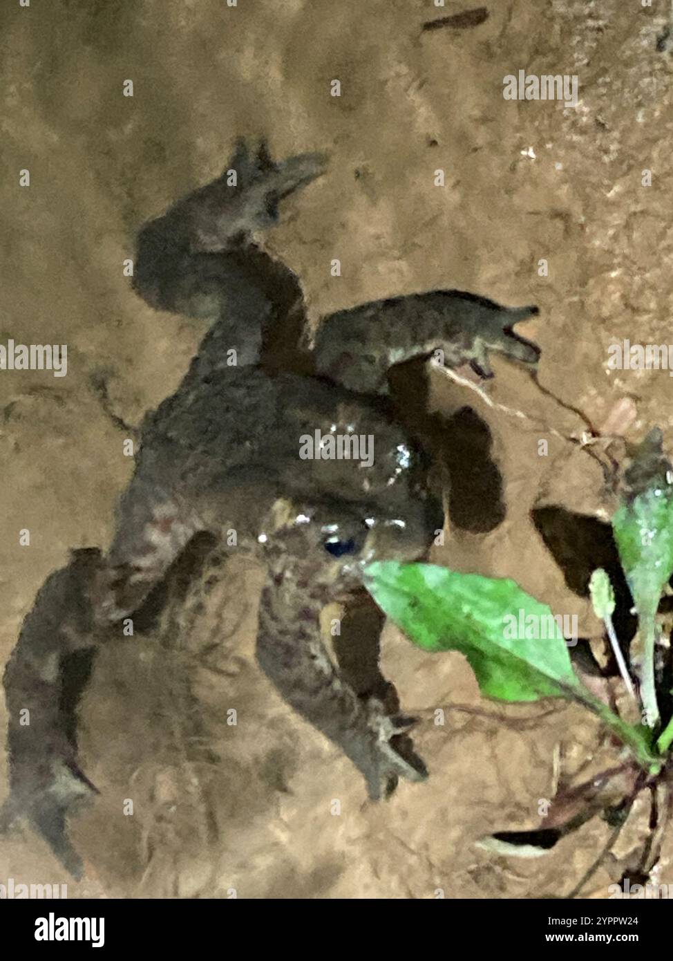 Himalayan Toad (Duttaphrynus himalayanus Stock Photo - Alamy