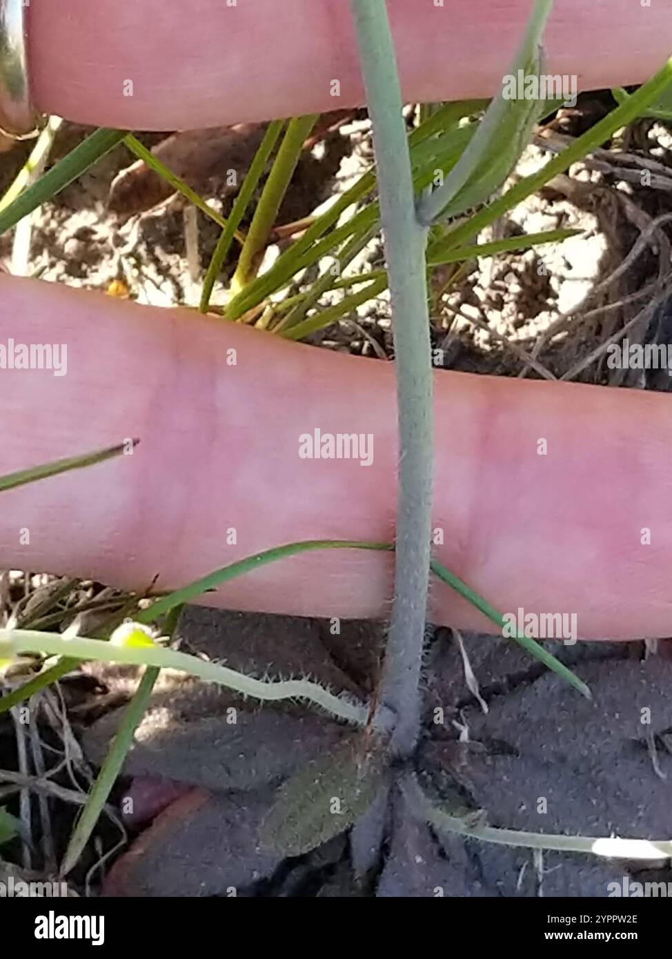 mouse-ear cress (Arabidopsis thaliana Stock Photo - Alamy