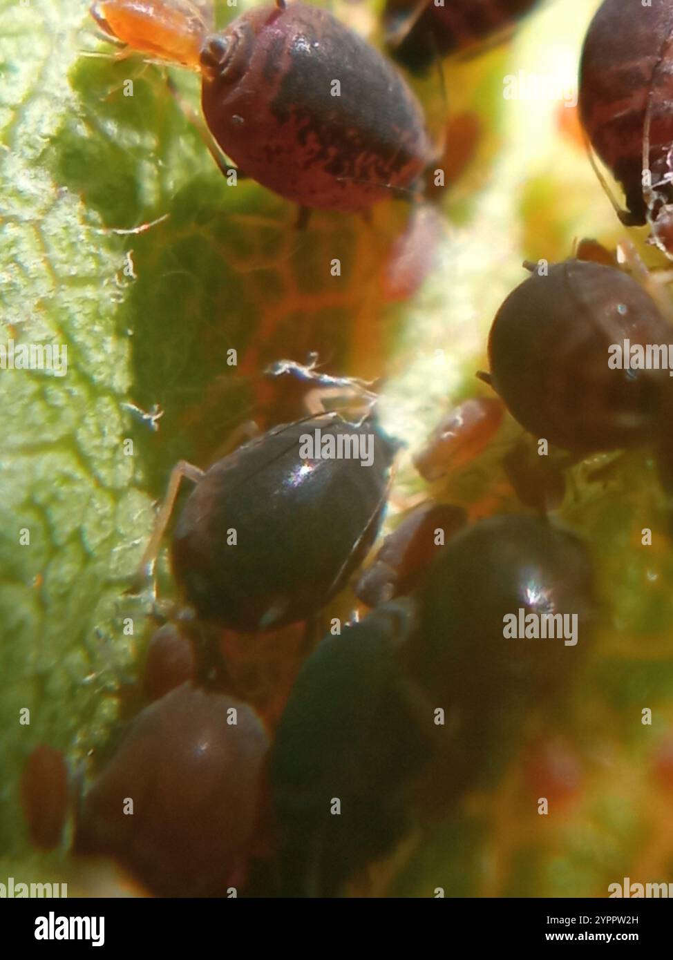 Pyraria hi-res stock photography and images - Alamy